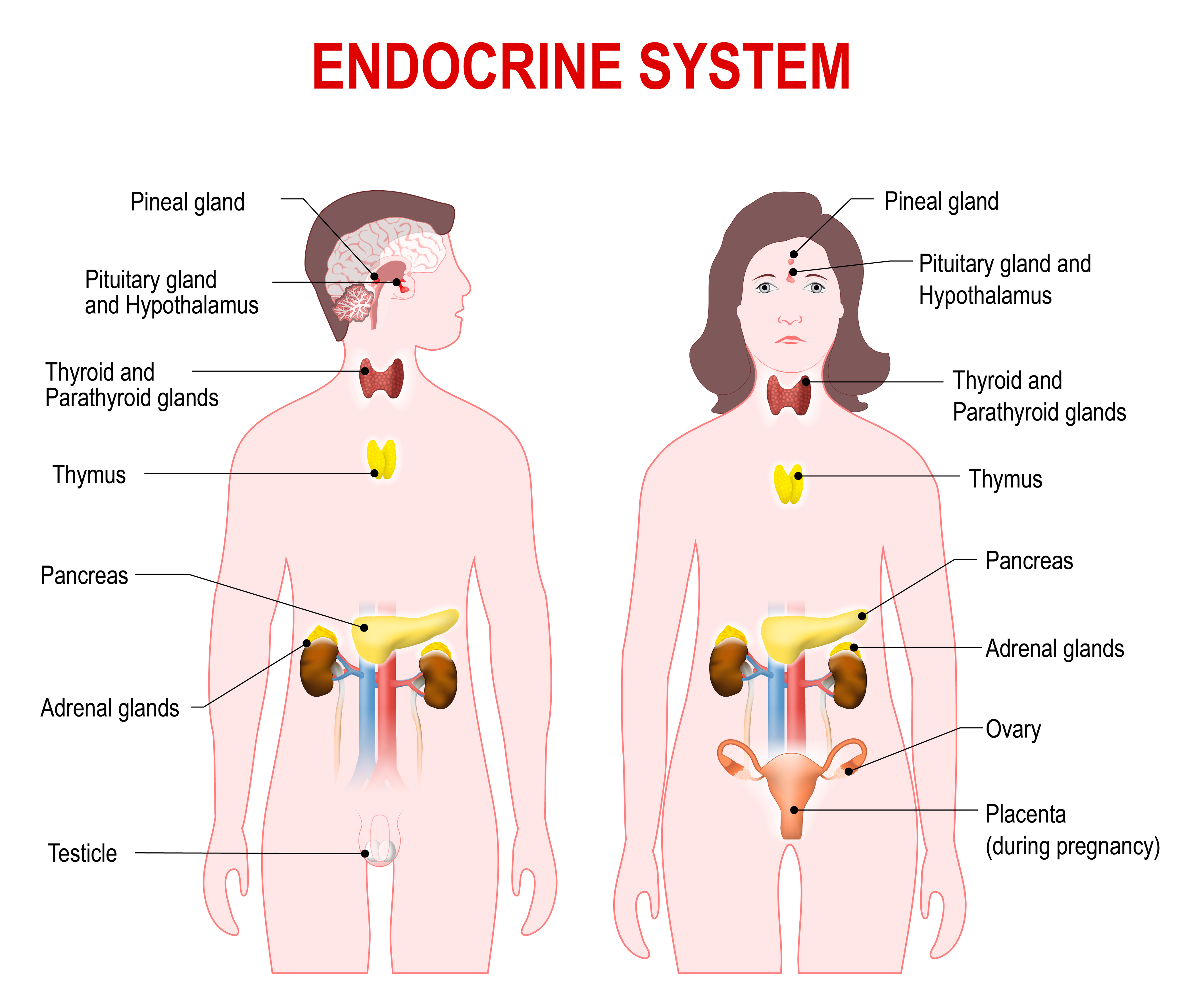 Endocrine System Male And Female